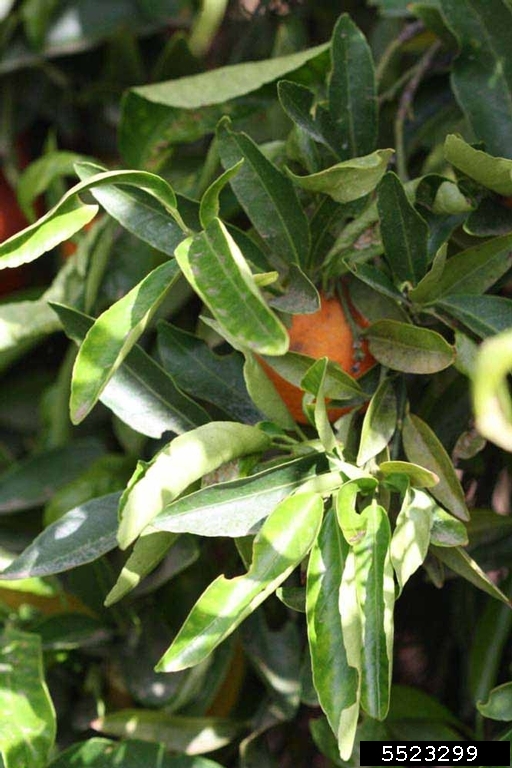 Nules (Citrus reticulata cv. Nules)