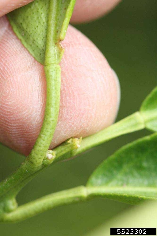 Nules (Citrus reticulata cv. Nules)