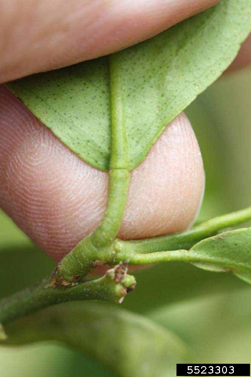 Nules (Citrus reticulata cv. Nules)
