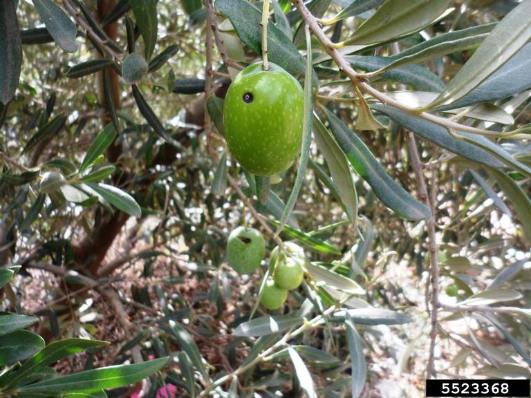 olive scale (Parlatoria oleae (Colvée))