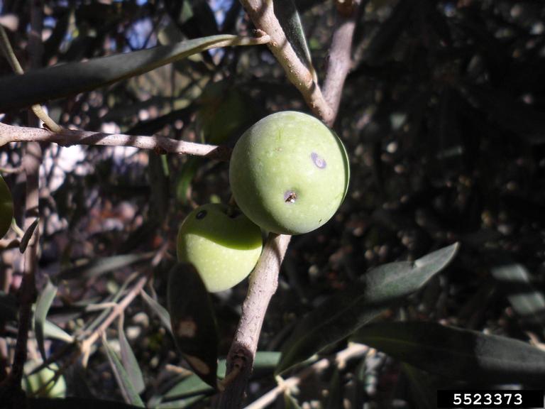 olive scale (Parlatoria oleae (Colvée))