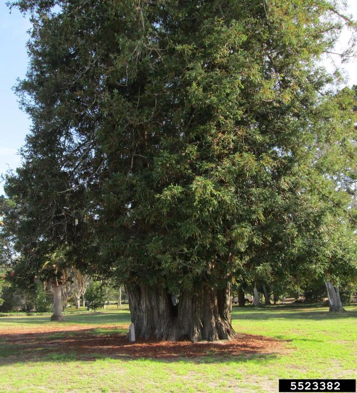 redwood (Sequoia sempervirens (Lamb. ex D. Don) Endl.)