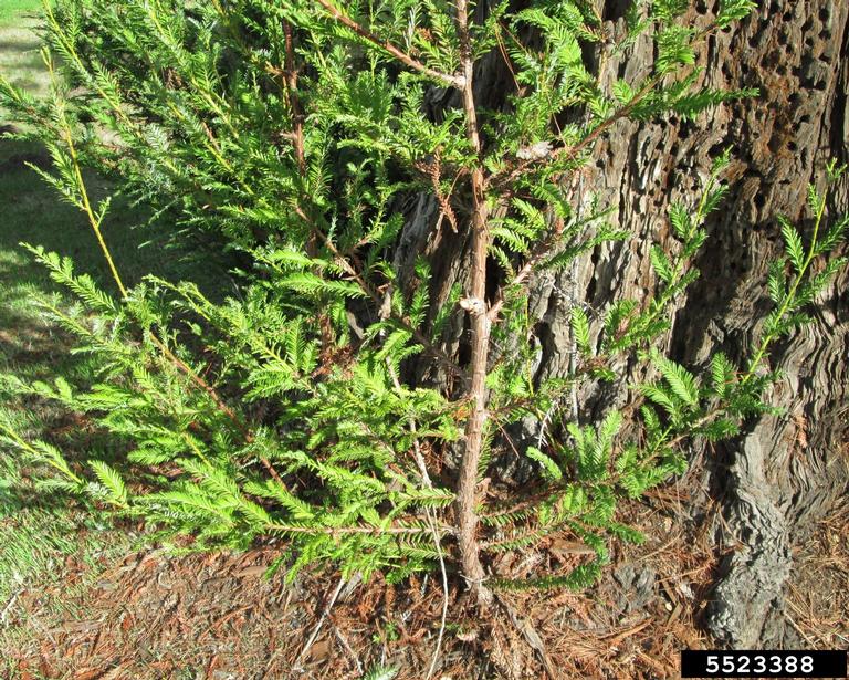 redwood (Sequoia sempervirens)