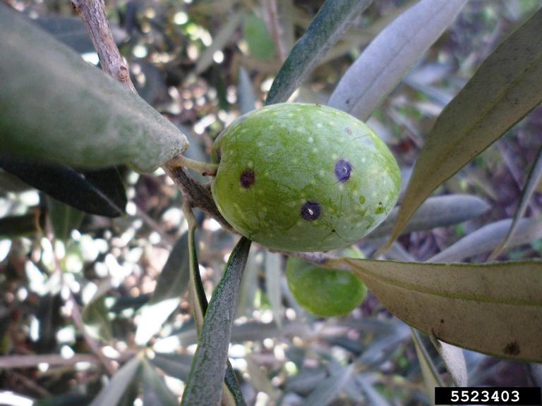 olive scale (Parlatoria oleae (Colvée))