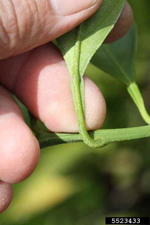 Okitsu (Citrus reticulata cv. Okitsu Blanco)