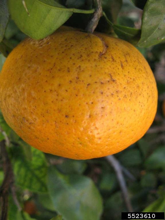 Orri (Citrus reticulata cv. Orri Blanco)