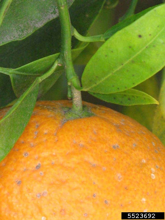 Ortanique (Citrus x aurantium cv. Ortanique)