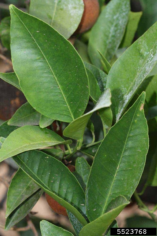 Citrus x aurantium cv. Page