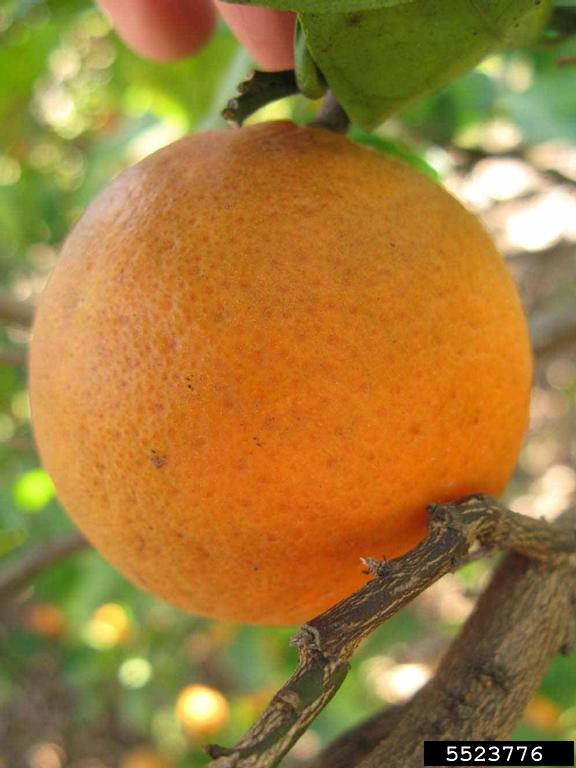 Citrus x tangelo cv. Page J.W. Ingram & H.E. Moore (Synonym for Citrus ...