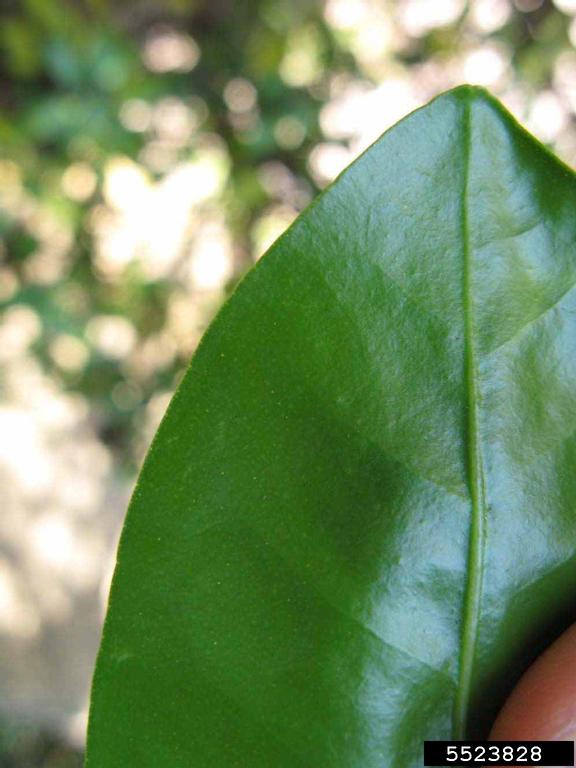 Pamburus (Pamburus missionis cv. Pamburus (Wight) Swingle)