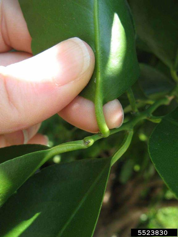 Pamburus (Pamburus missionis cv. Pamburus)