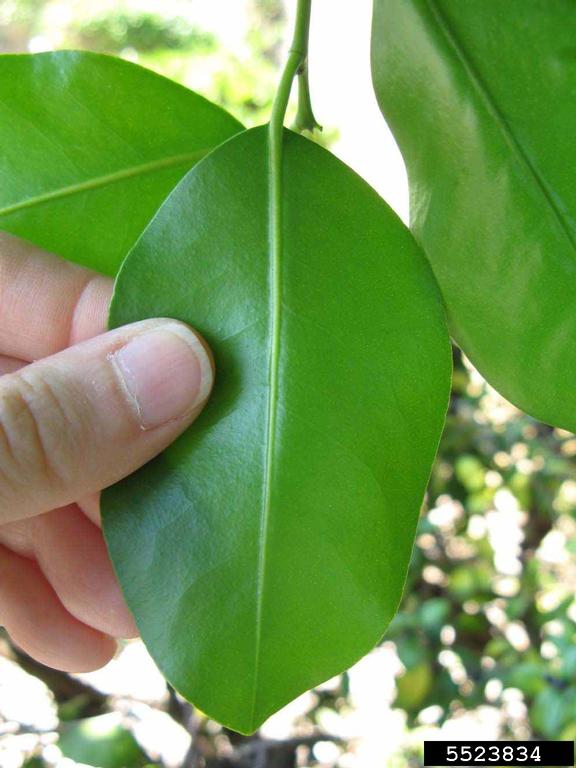 Pamburus (Pamburus missionis cv. Pamburus (Wight) Swingle)