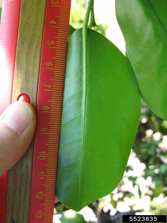 Pamburus (Pamburus missionis cv. Pamburus (Wight) Swingle)