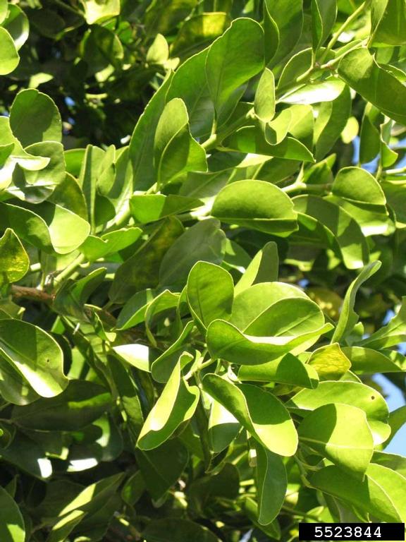 Pamburus (Pamburus missionis cv. Pamburus)