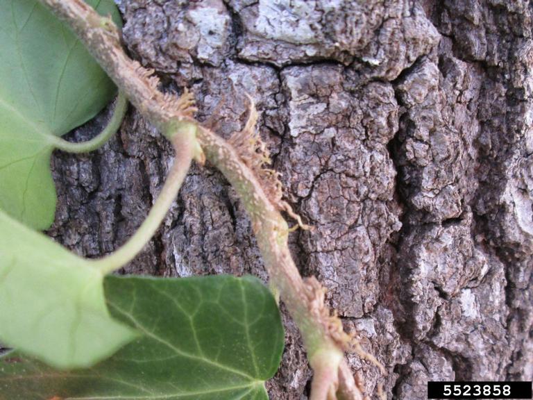 English ivy (Hedera helix)