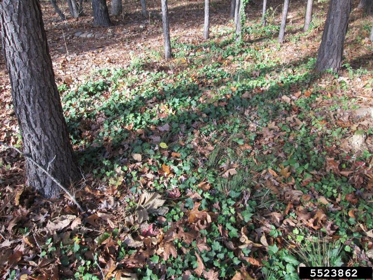 English ivy (Hedera helix L.)