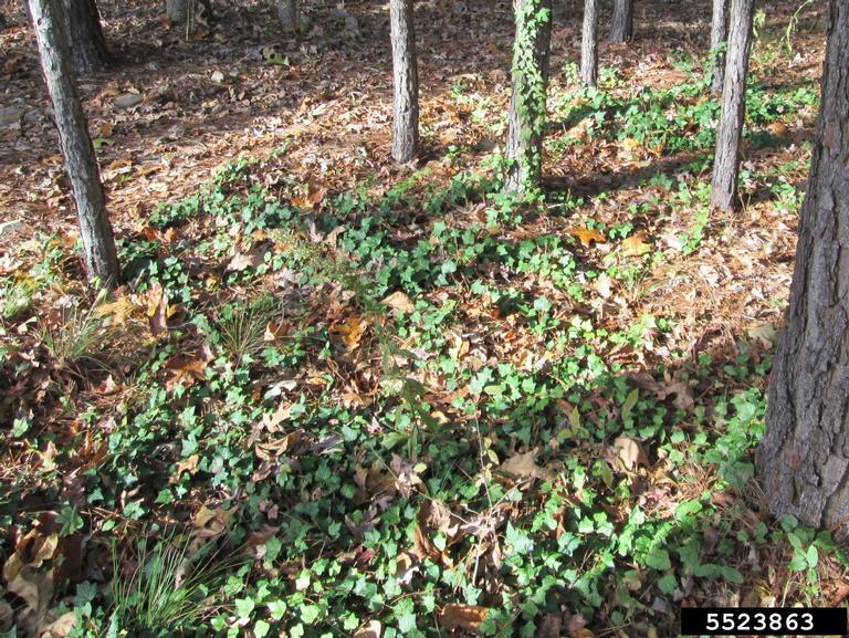 English ivy (Hedera helix)