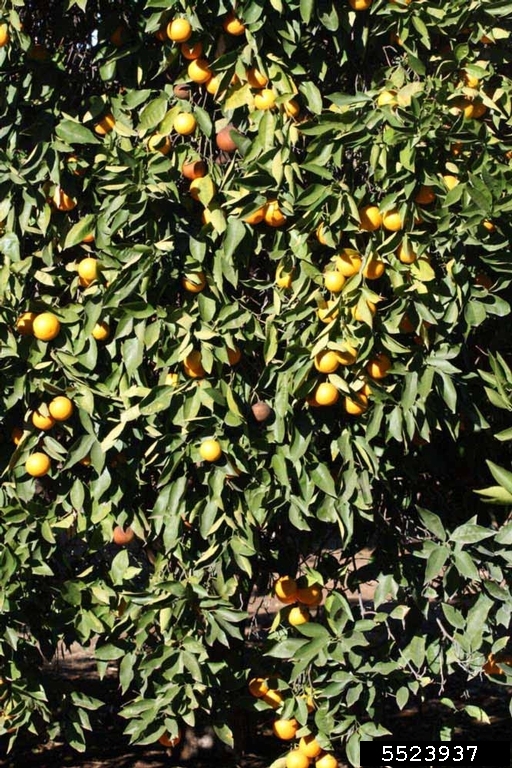 Parson Brown (Citrus sinensis cv. Parson Brown)