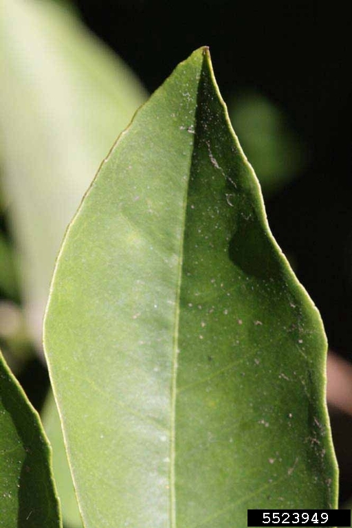 Parson Brown (Citrus sinensis cv. Parson Brown)