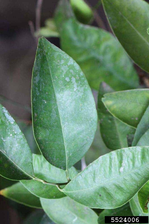 Pearl, Citrus x aurantium cv. Pearl (Sapindales: Rutaceae) - 5524006