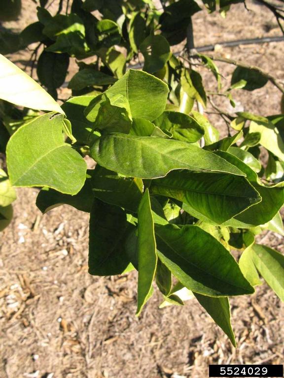 Pera (Citrus sinensis cv. Pera (L.) Osbeck)