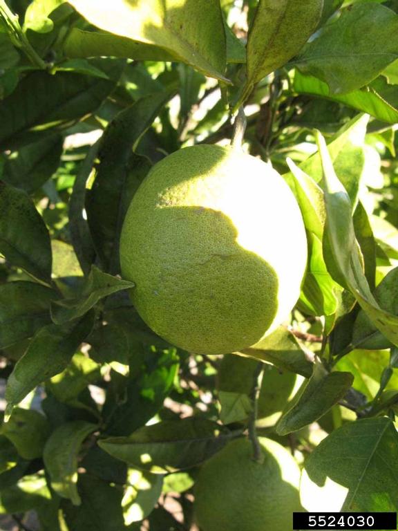 Pera (Citrus sinensis cv. Pera)