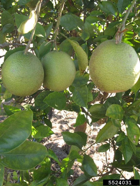 Pera, Citrus sinensis cv. Pera (Sapindales: Rutaceae) - 5524031