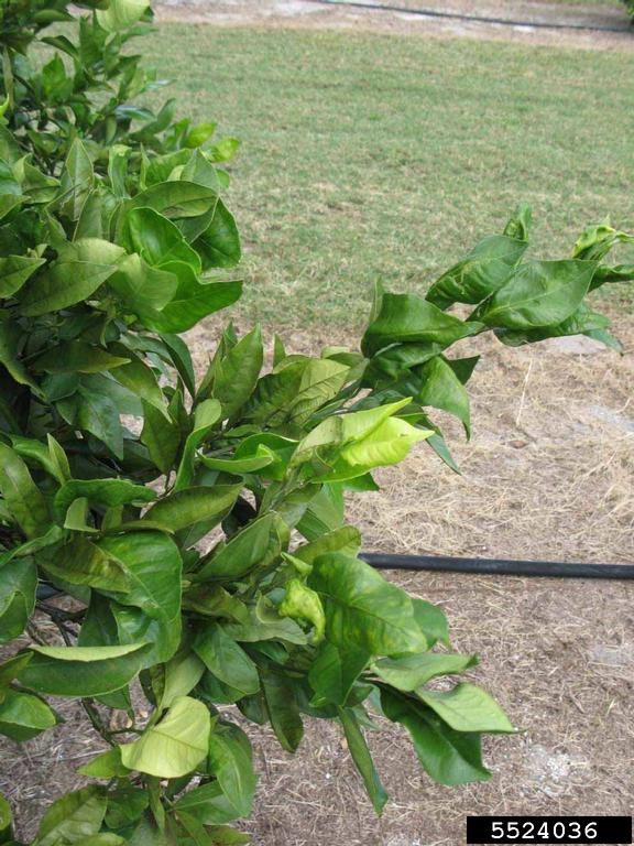 Pera (Citrus sinensis cv. Pera)