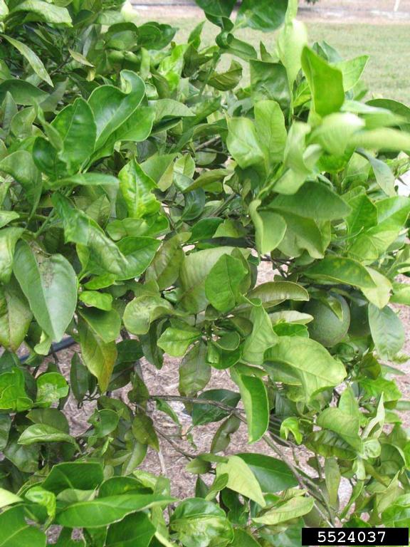 Pera (Citrus sinensis cv. Pera)