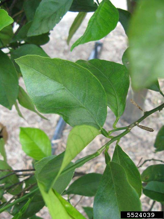 Pera (Citrus sinensis cv. Pera (L.) Osbeck)