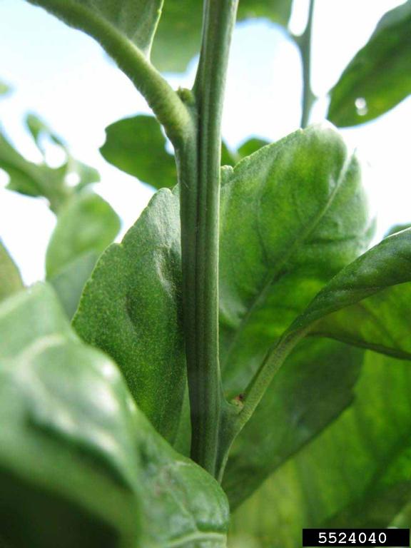 Pera (Citrus sinensis cv. Pera)