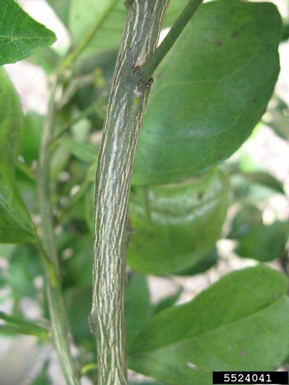 Pera (Citrus sinensis cv. Pera (L.) Osbeck)