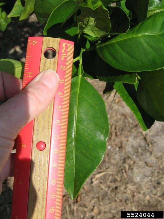 Pera (Citrus sinensis cv. Pera)