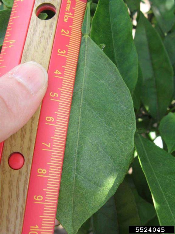 Pera (Citrus sinensis cv. Pera)