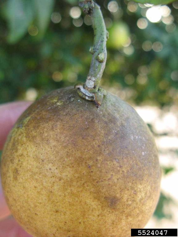 Pera (Citrus sinensis cv. Pera)