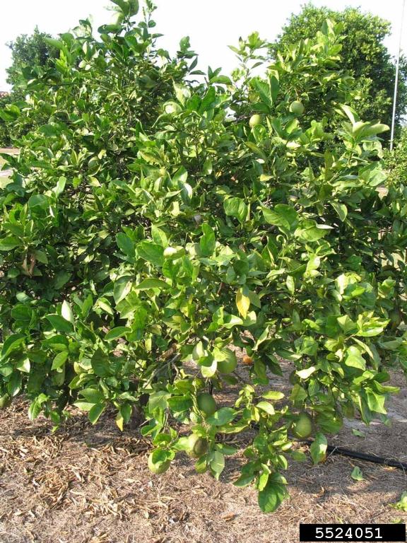 Pera (Citrus sinensis cv. Pera)