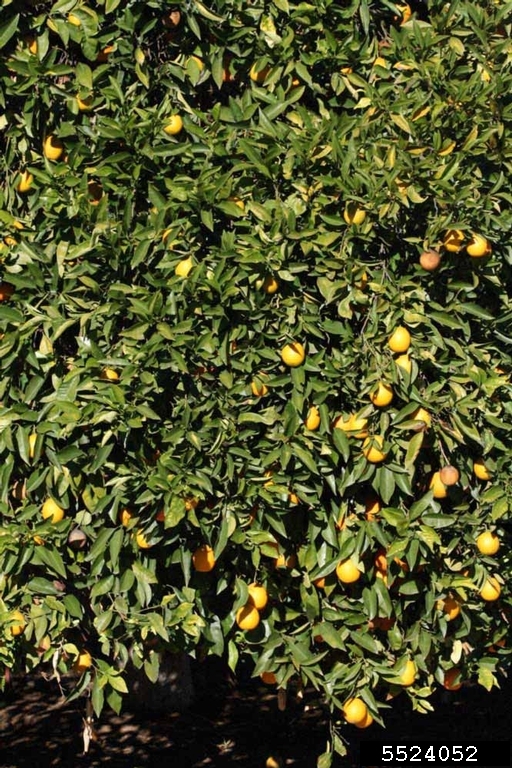 Pera (Citrus sinensis cv. Pera (L.) Osbeck)
