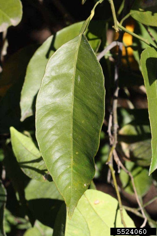 Pera (Citrus sinensis cv. Pera)
