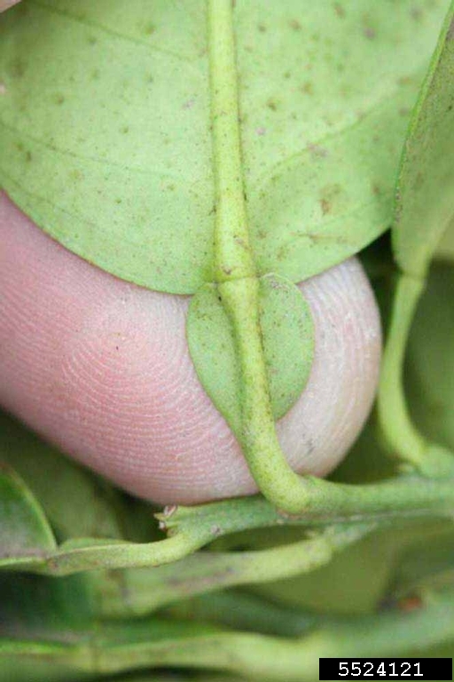 Pink (Citrus maxima cv. Pink (Burm.) Merr.)