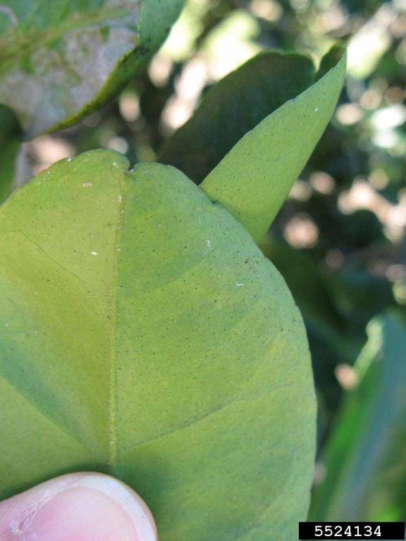 Pink (Citrus maxima cv. Pink)