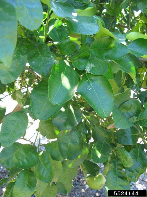 Pink (Citrus maxima cv. Pink (Burm.) Merr.)