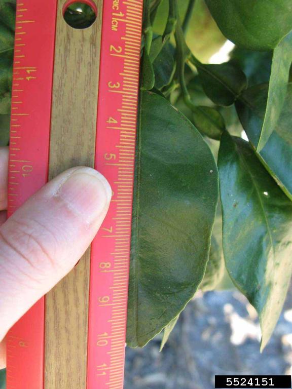 Pink (Citrus maxima cv. Pink (Burm.) Merr.)