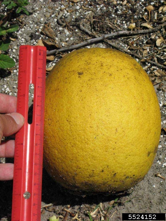 Pink (Citrus maxima cv. Pink (Burm.) Merr.)