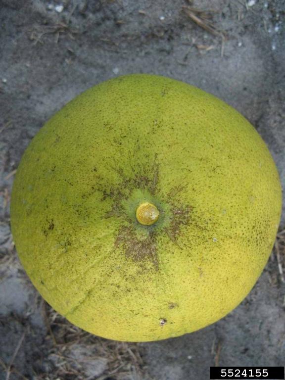 Pink (Citrus maxima cv. Pink (Burm.) Merr.)