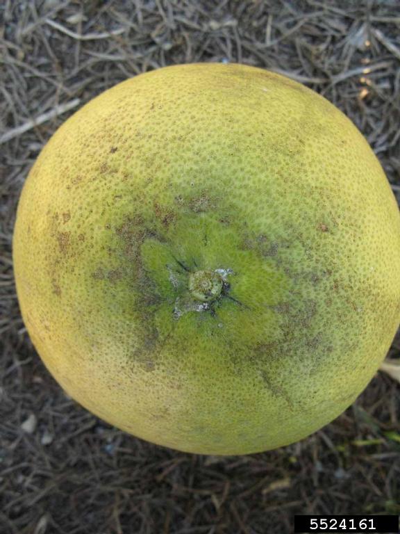 Pink (Citrus maxima cv. Pink (Burm.) Merr.)