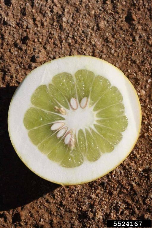 Pink (Citrus maxima cv. Pink (Burm.) Merr.)