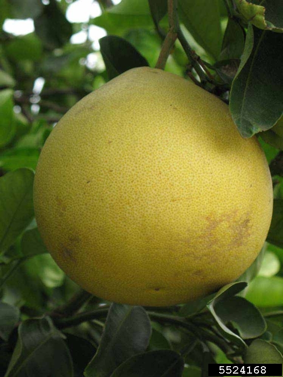 Pink (Citrus maxima cv. Pink (Burm.) Merr.)