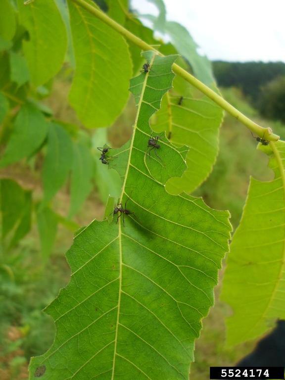 ants (Formicidae) (Family Formicidae)