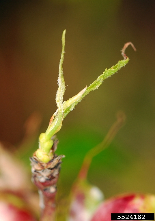 powdery mildew (Podosphaera pannosa)