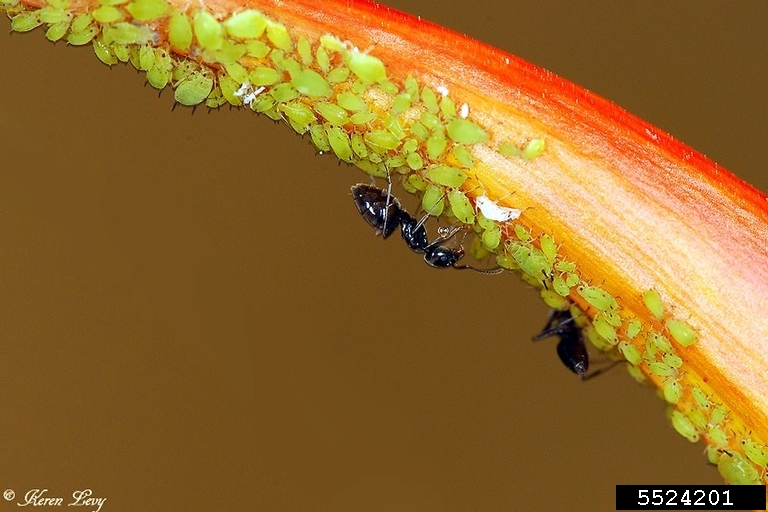 ants (Formicidae) (Family Formicidae)